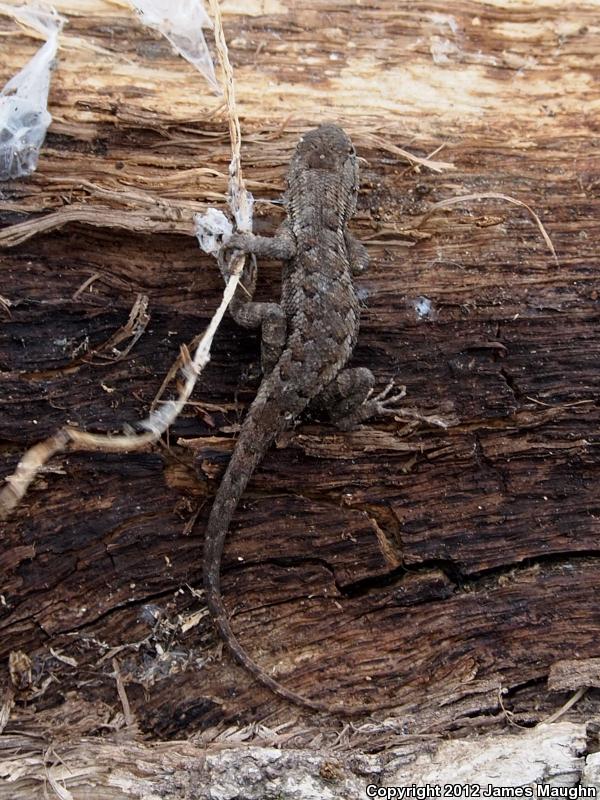 Coast Range Fence Lizard Sceloporus Occidentalis Bocourtii