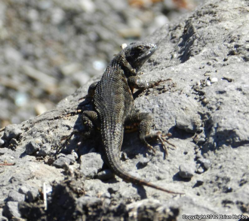 Coast Range Fence Lizard Sceloporus Occidentalis Bocourtii