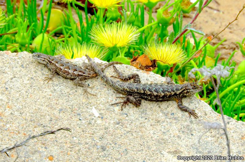 Coast Range Fence Lizard Sceloporus Occidentalis Bocourtii