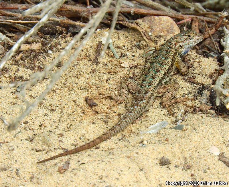 Coast Range Fence Lizard Sceloporus Occidentalis Bocourtii