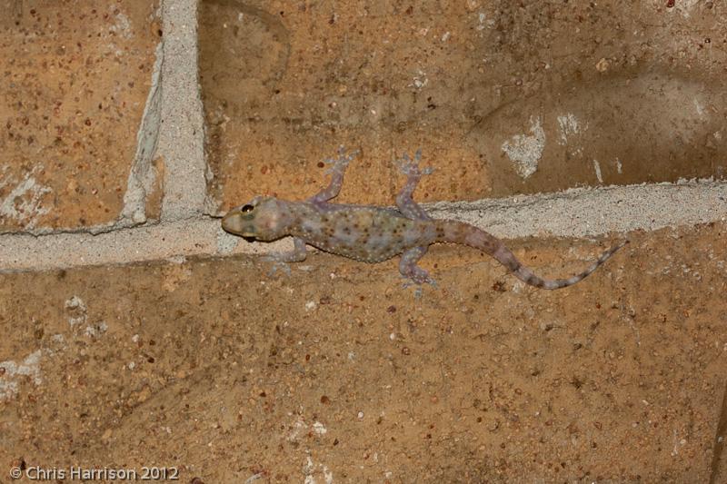 Turkish House Gecko (Hemidactylus turcicus turcicus)