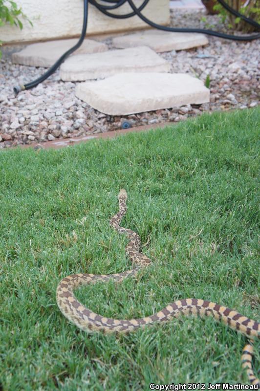 Far Northern WI Bullsnake - Field Herp Forum