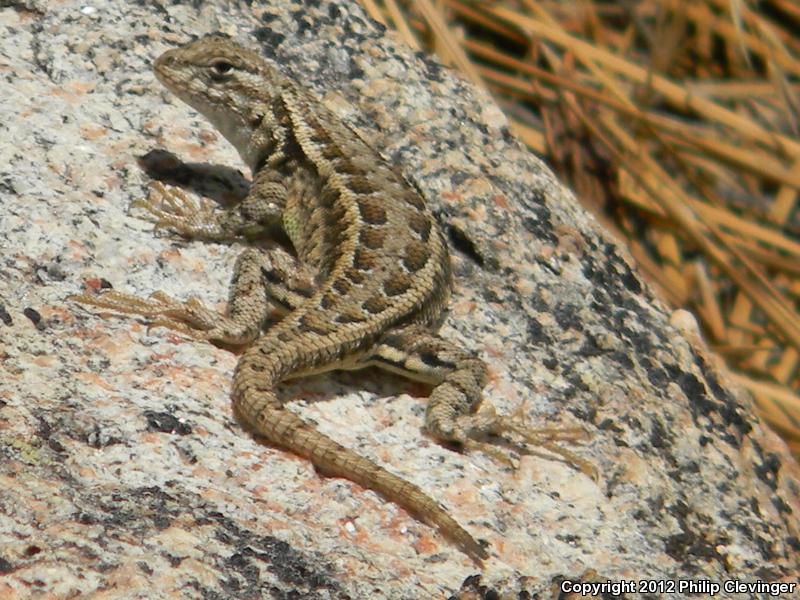 Southern Sagebrush Lizard