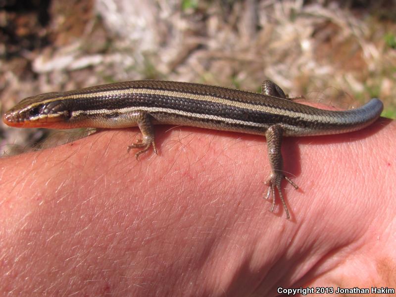 Hunting salamanders and garters in southwest Oregon: Part 2 - Field ...