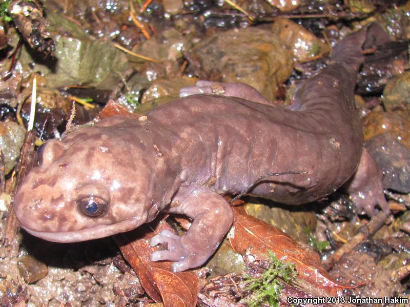 Salamandering the Northwest: 2013 edition - Field Herp Forum