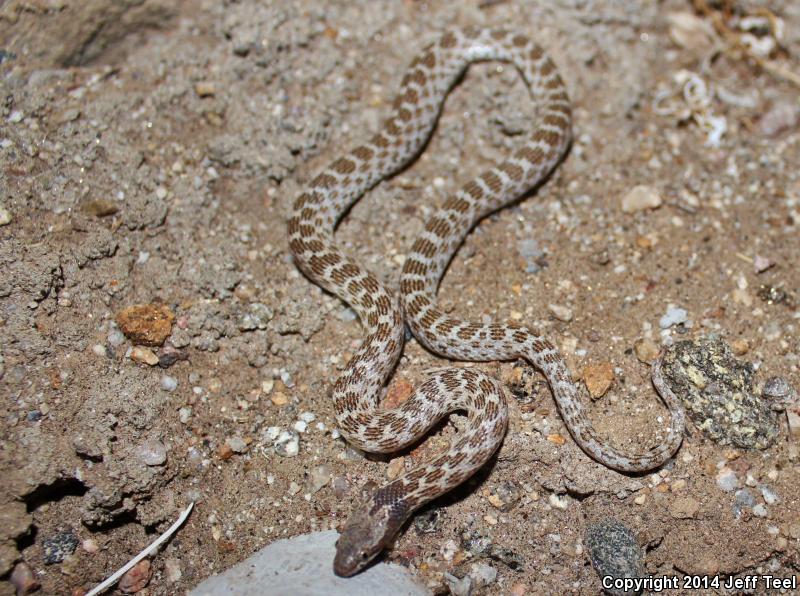 Desert Nightsnake (Hypsiglena chlorophaea deserticola)