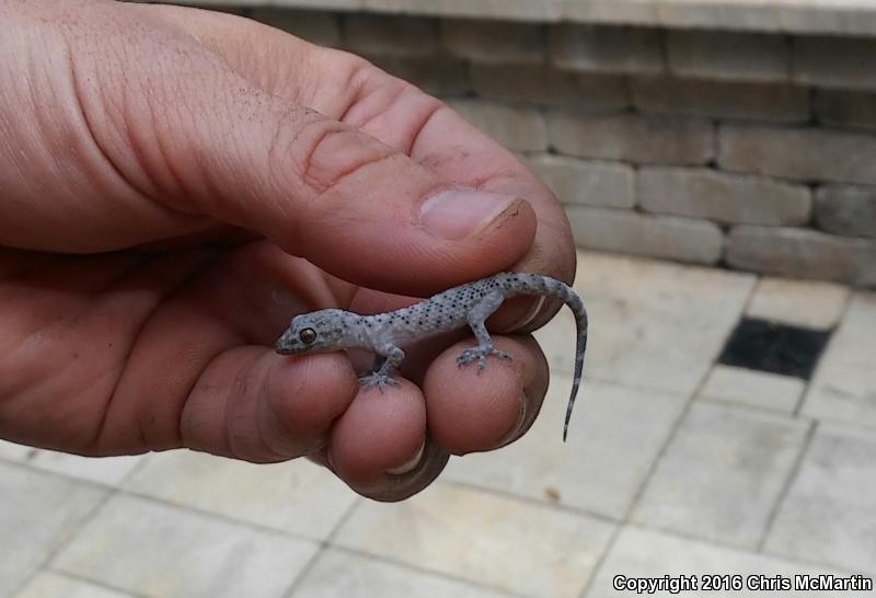 Turkish House Gecko (Hemidactylus turcicus turcicus)