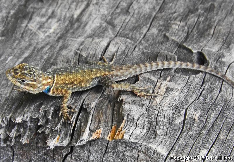 Yarrow's Lizard (Sceloporus jarrovii)