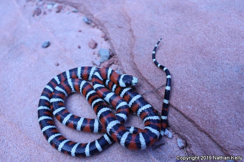 Utah Mountain Kingsnake (Lampropeltis pyromelana infralabialis)