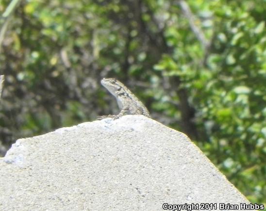 Coast Range Fence Lizard Sceloporus Occidentalis Bocourtii