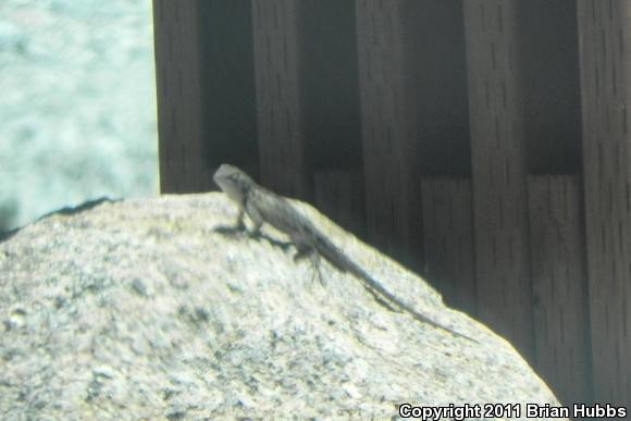Coast Range Fence Lizard Sceloporus Occidentalis Bocourtii